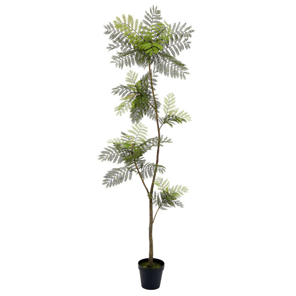 Jacaranda Fern Tree in Planter's Pot 84" – William Glen